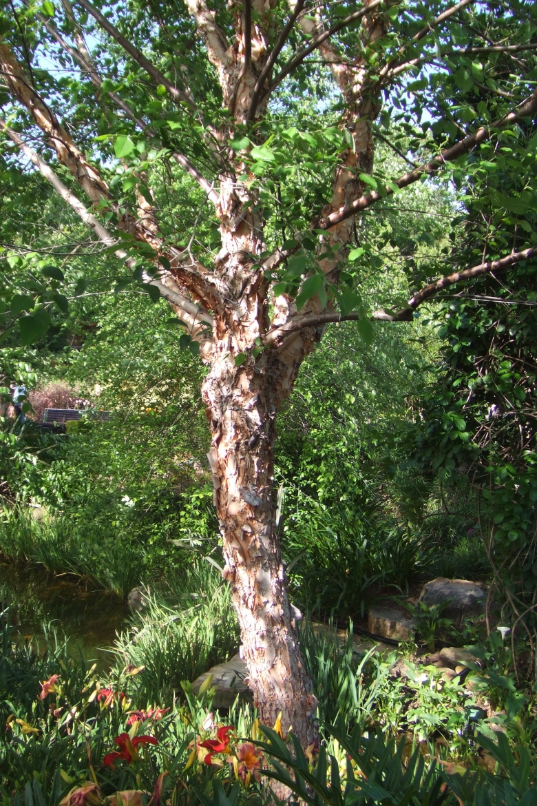 Arbornet Quality Advanced Trees