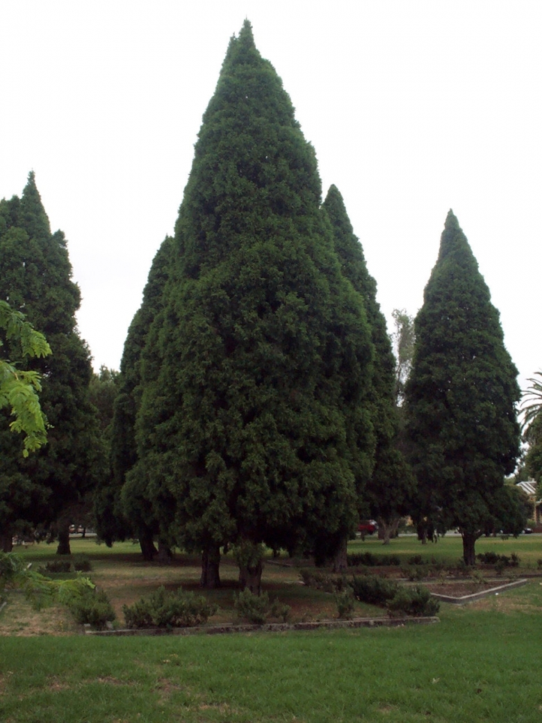 Arbornet Quality Advanced Trees