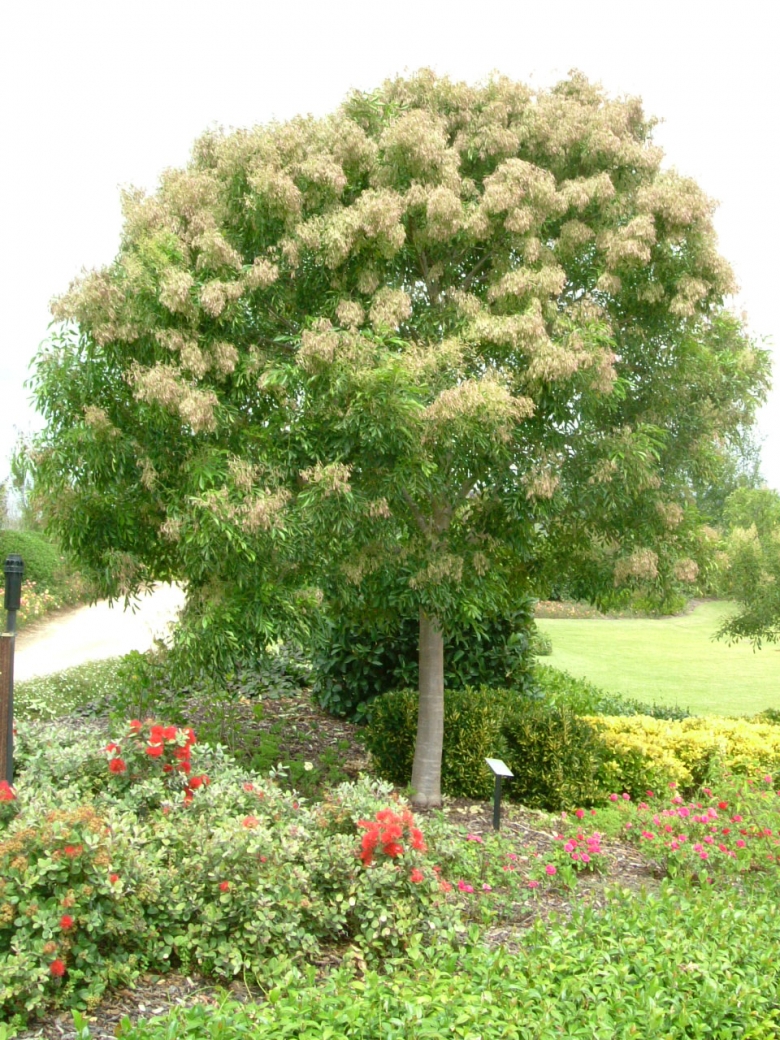 flowering ash - meddic