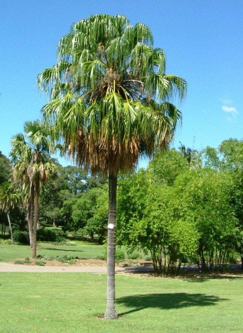 Arbornet Quality Advanced Trees